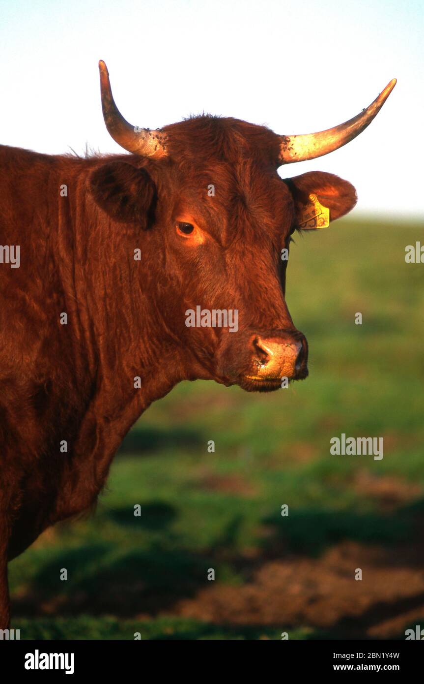 Salers cattle hi-res stock photography and images - Alamy