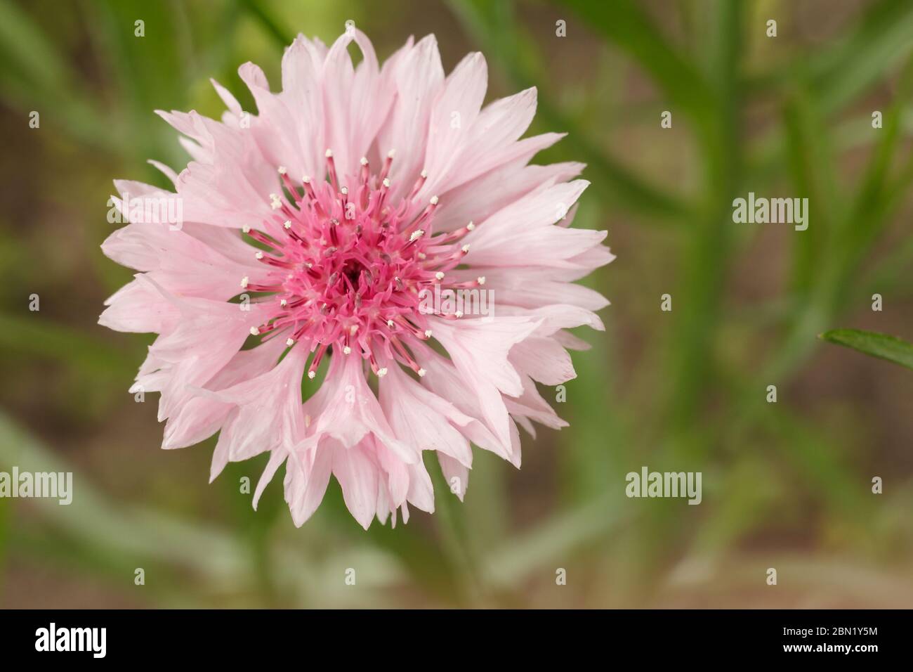 Close-up bud of cornflower in garden on a sunny day. Top view. Shallow ...