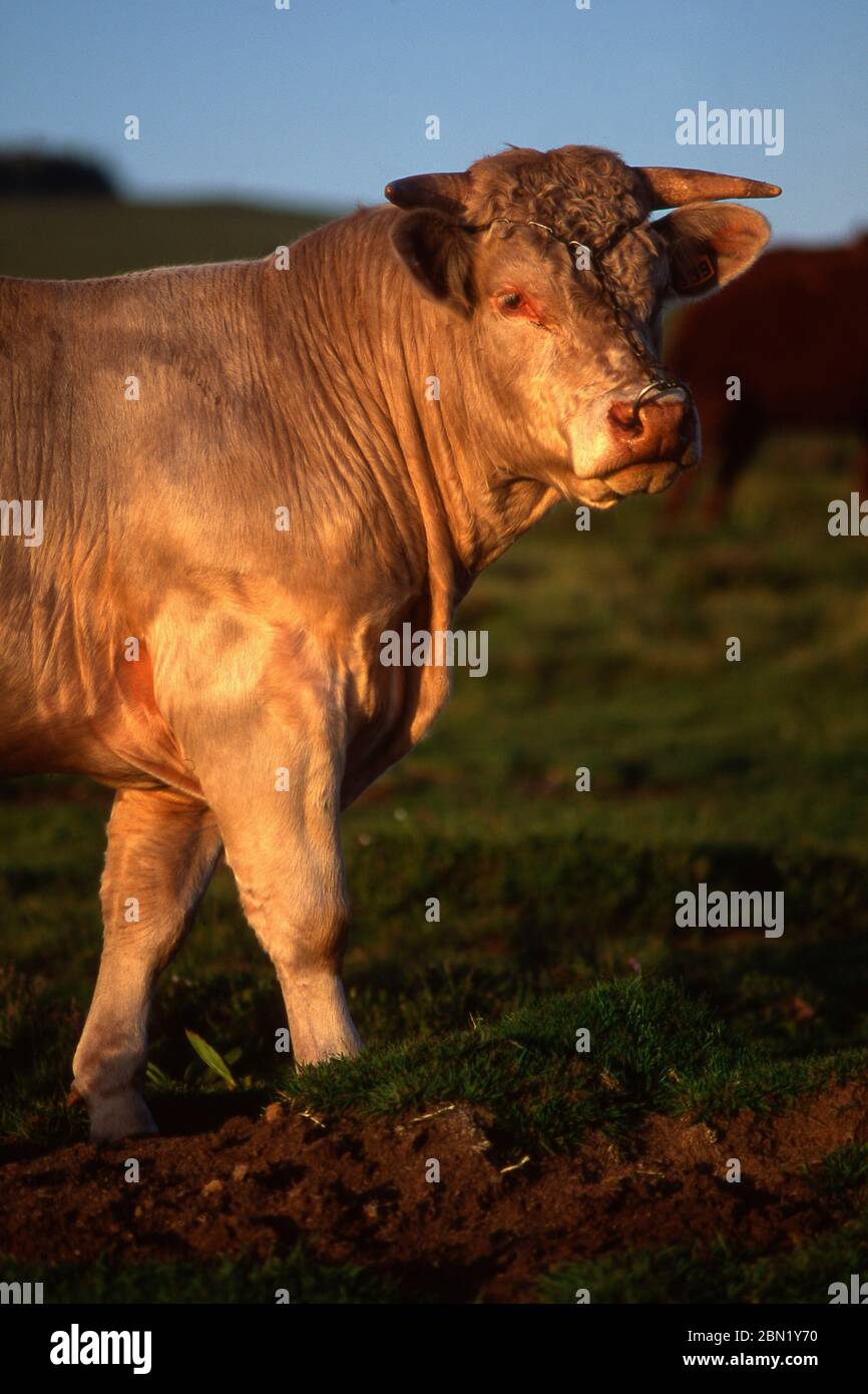 Vertical shot of a Bull Aubrac in a field in the Aubrac region, France ...