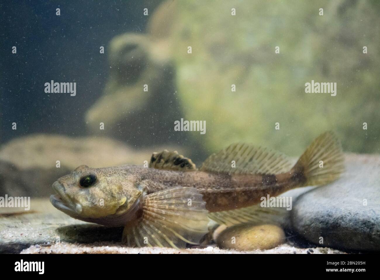 Bullhead millers thumb fish cottus hi-res stock photography and images ...