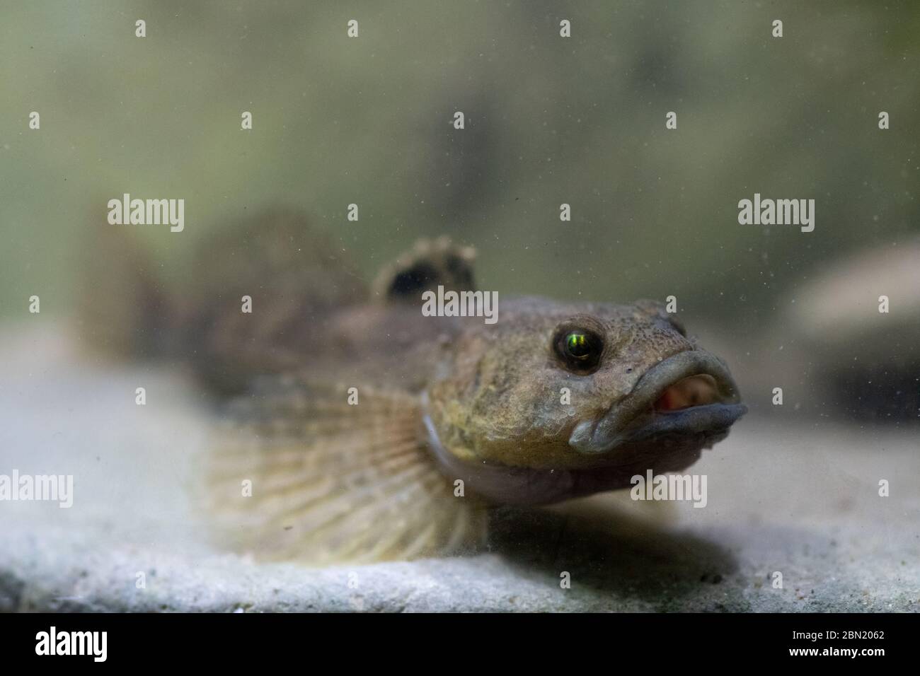 Bullhead, Cottus gobio, bottom dwelling river fish, Nottingham, May ...