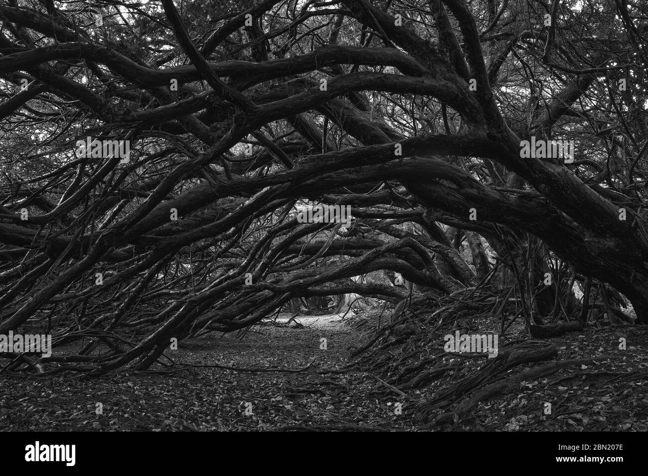 Yew tree forest hi-res stock photography and images - Alamy