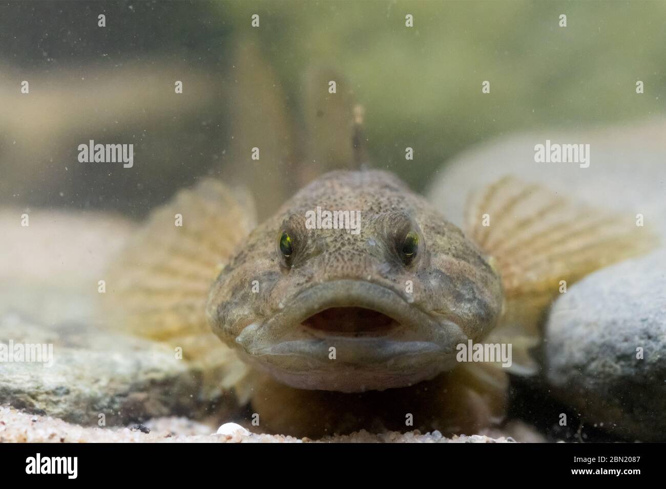 Bullhead millers thumb fish cottus hi-res stock photography and images ...