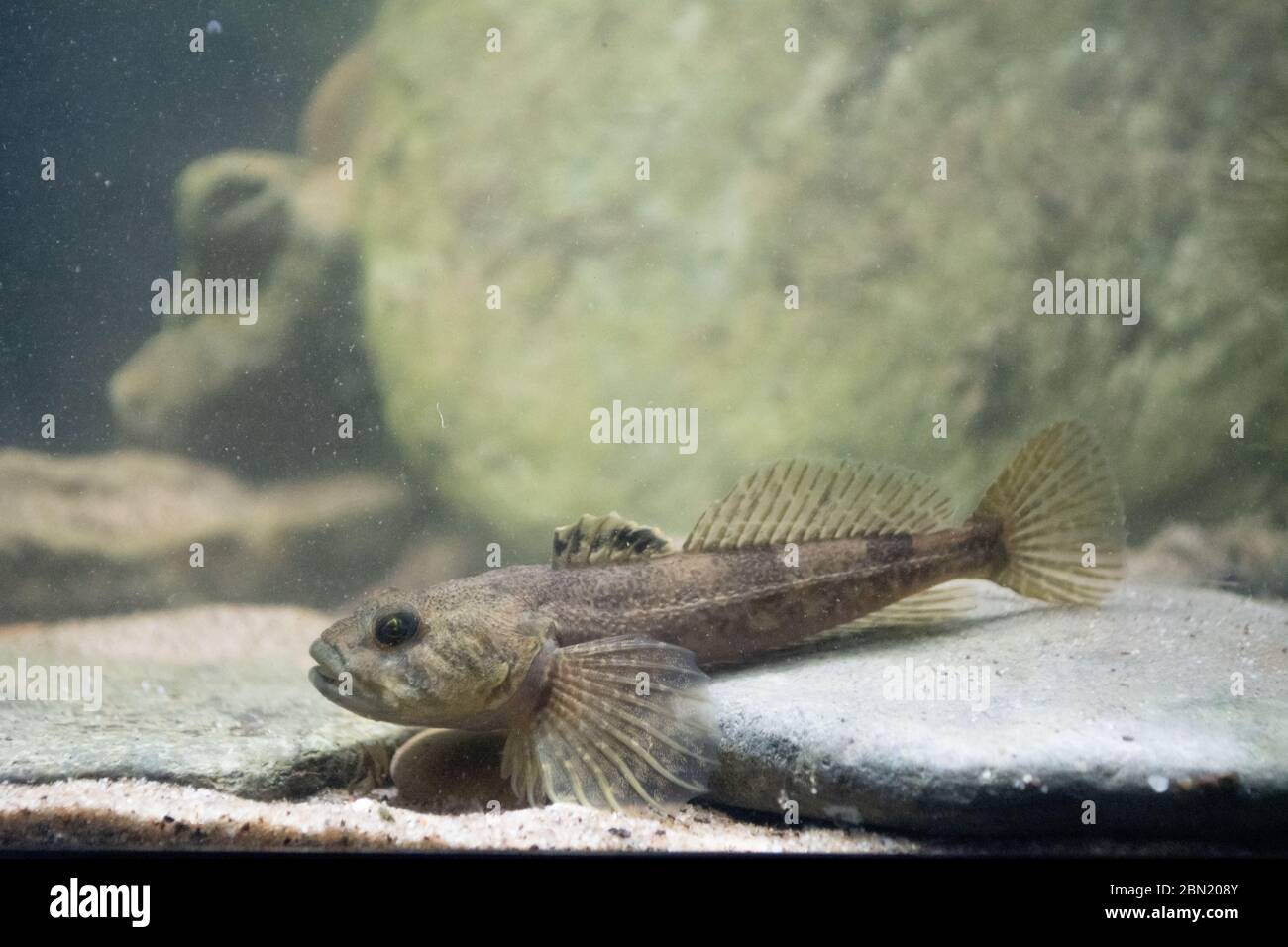 Bullhead cottus gobio hi-res stock photography and images - Alamy