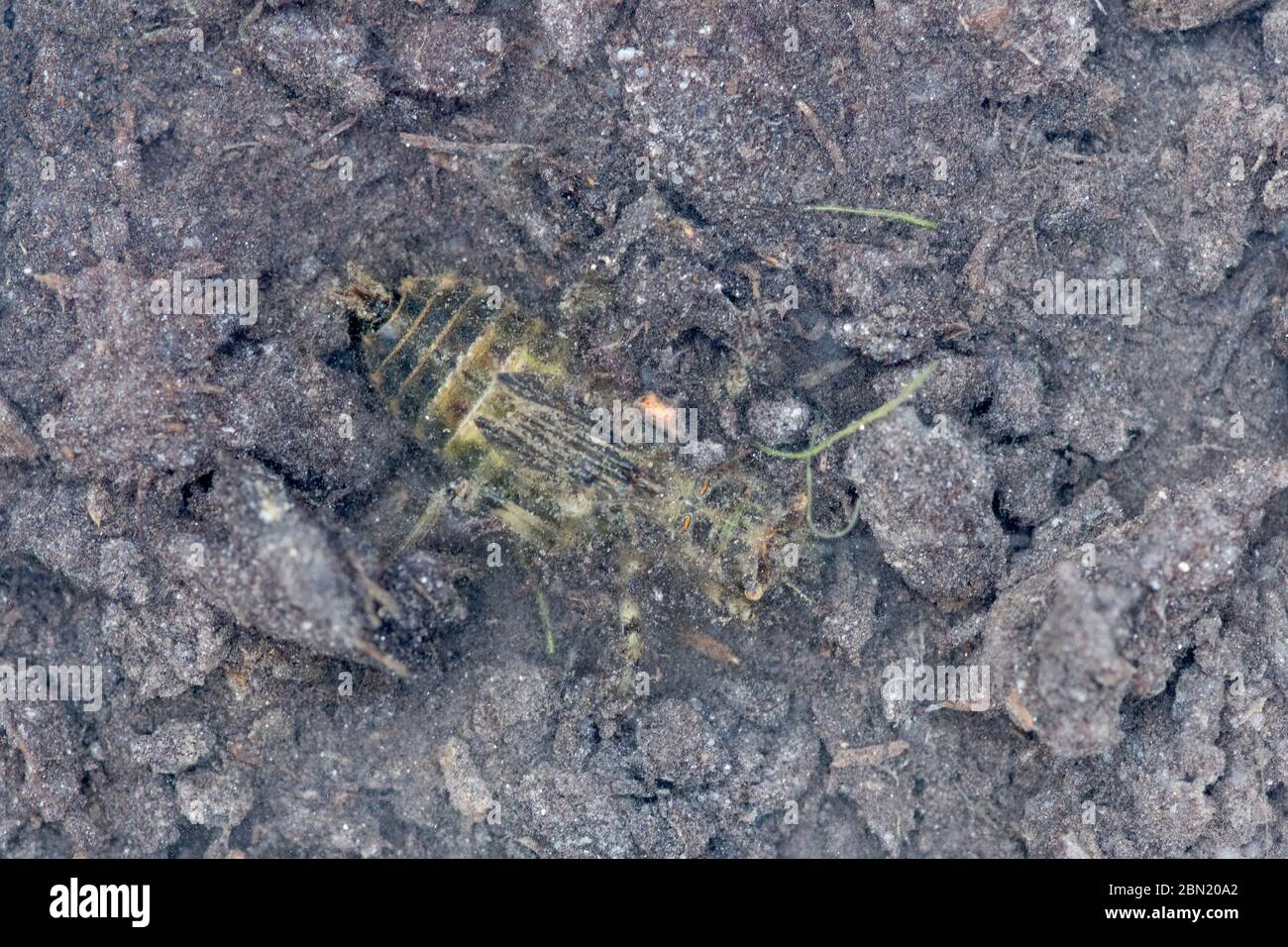 common darter , Sympetrum striolatum, nymph buried in silt, Nottingham ...