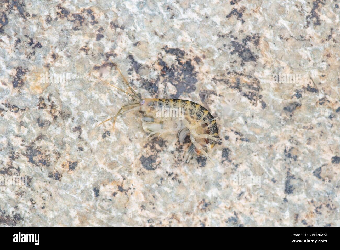 Demon shrimp, Dikerogammarus haemobaphes, invasive shrimp species ...