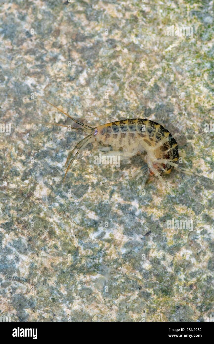 Demon shrimp, Dikerogammarus haemobaphes, invasive shrimp species ...