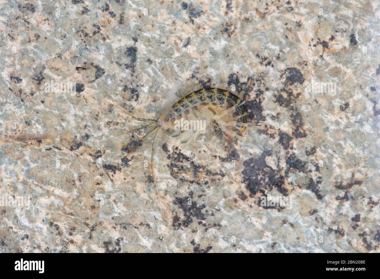 Demon shrimp, Dikerogammarus haemobaphes, invasive shrimp species ...