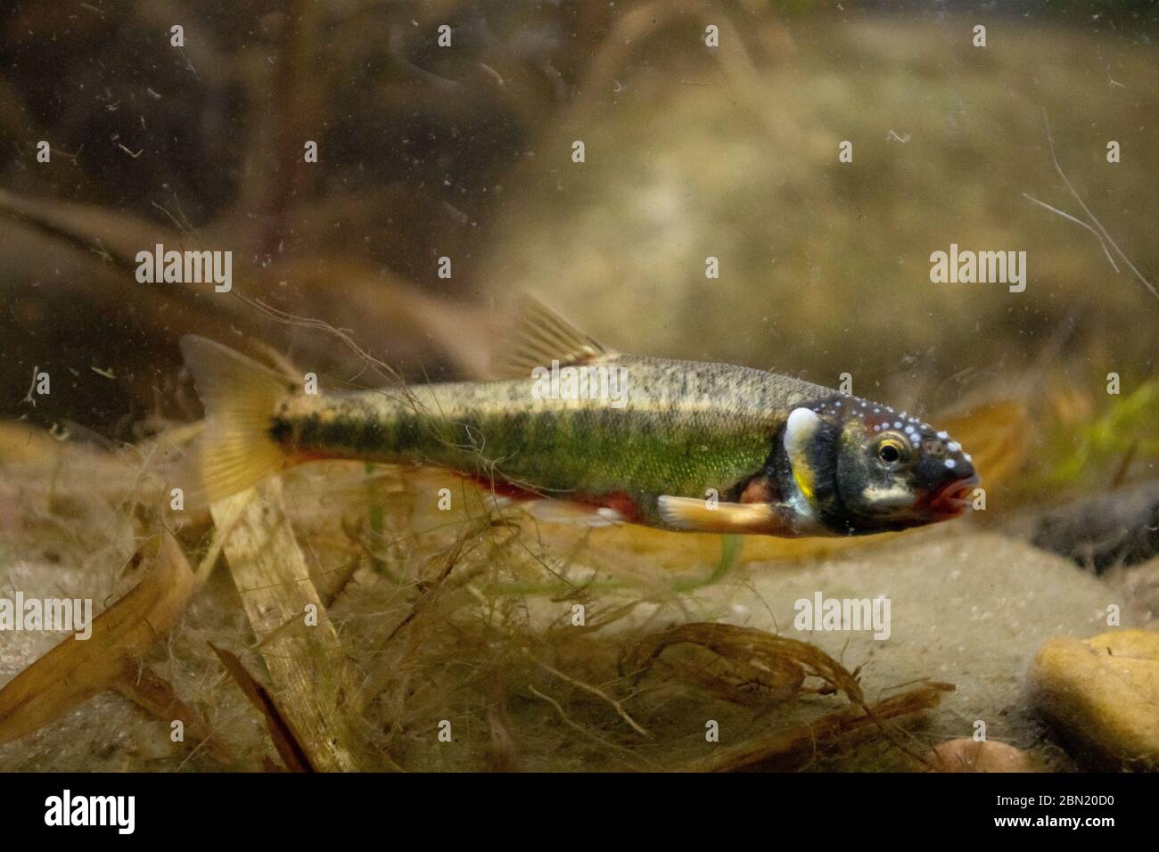 Male minnows in breeding colours Stock Photo - Alamy