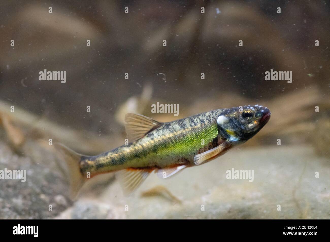 Male minnows in breeding colours Stock Photo - Alamy