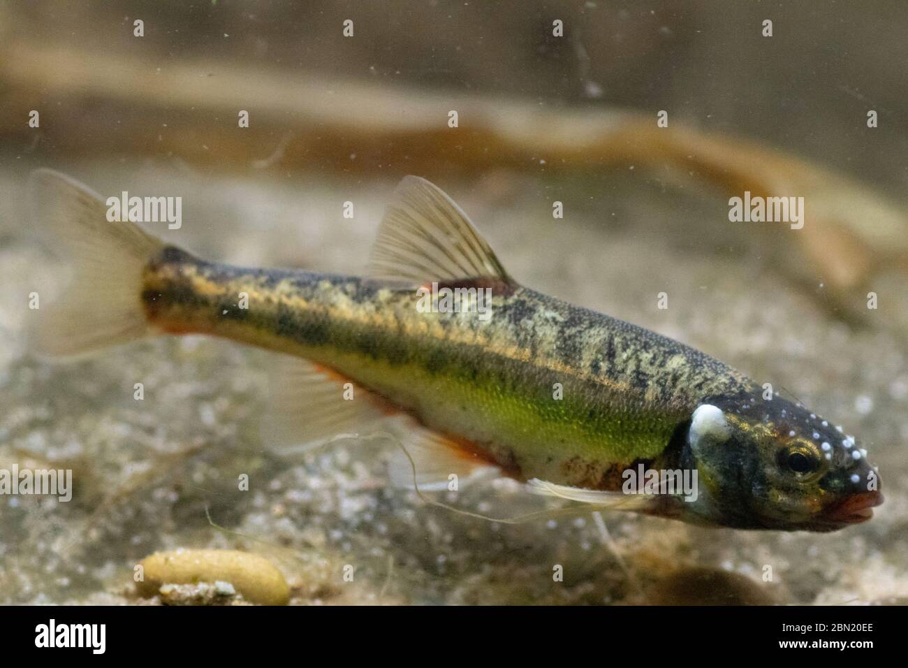Minnow eurasian minnow phoxinus phoxinus hi-res stock photography and ...