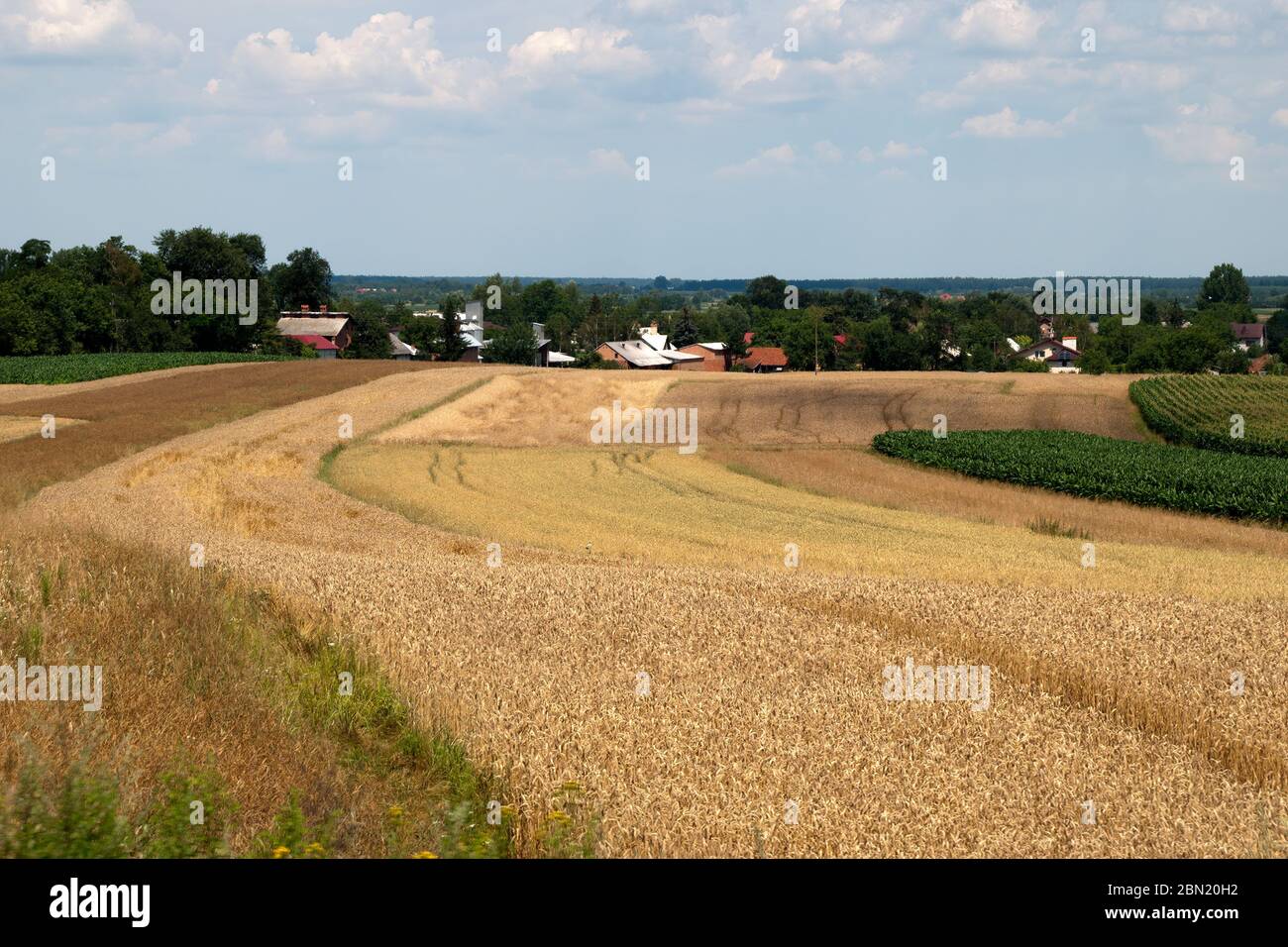 Rural Poland, summer crop ready for harvest with village in background ...