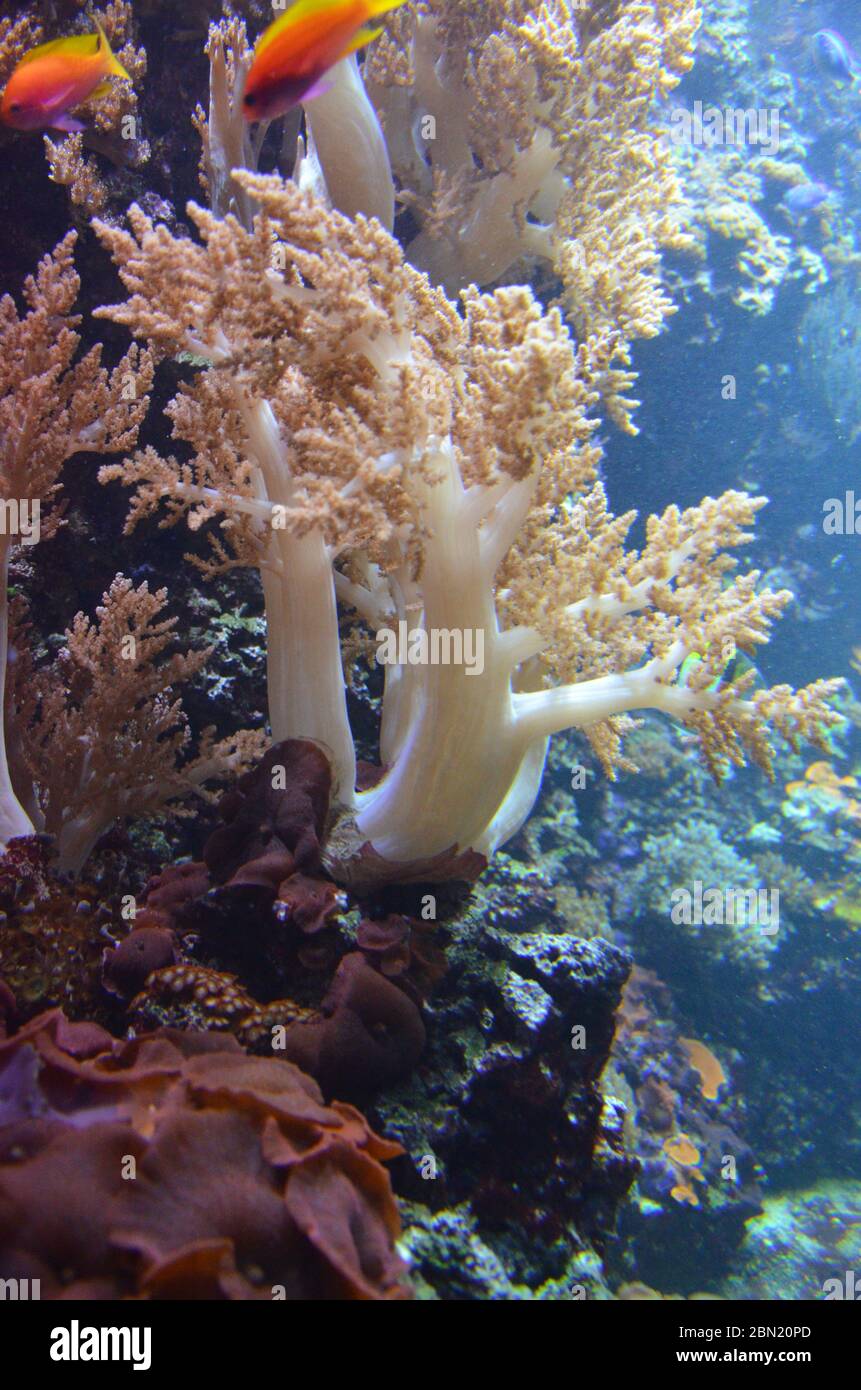 Coral in the Berlin Aquarium, Germany Stock Photo - Alamy