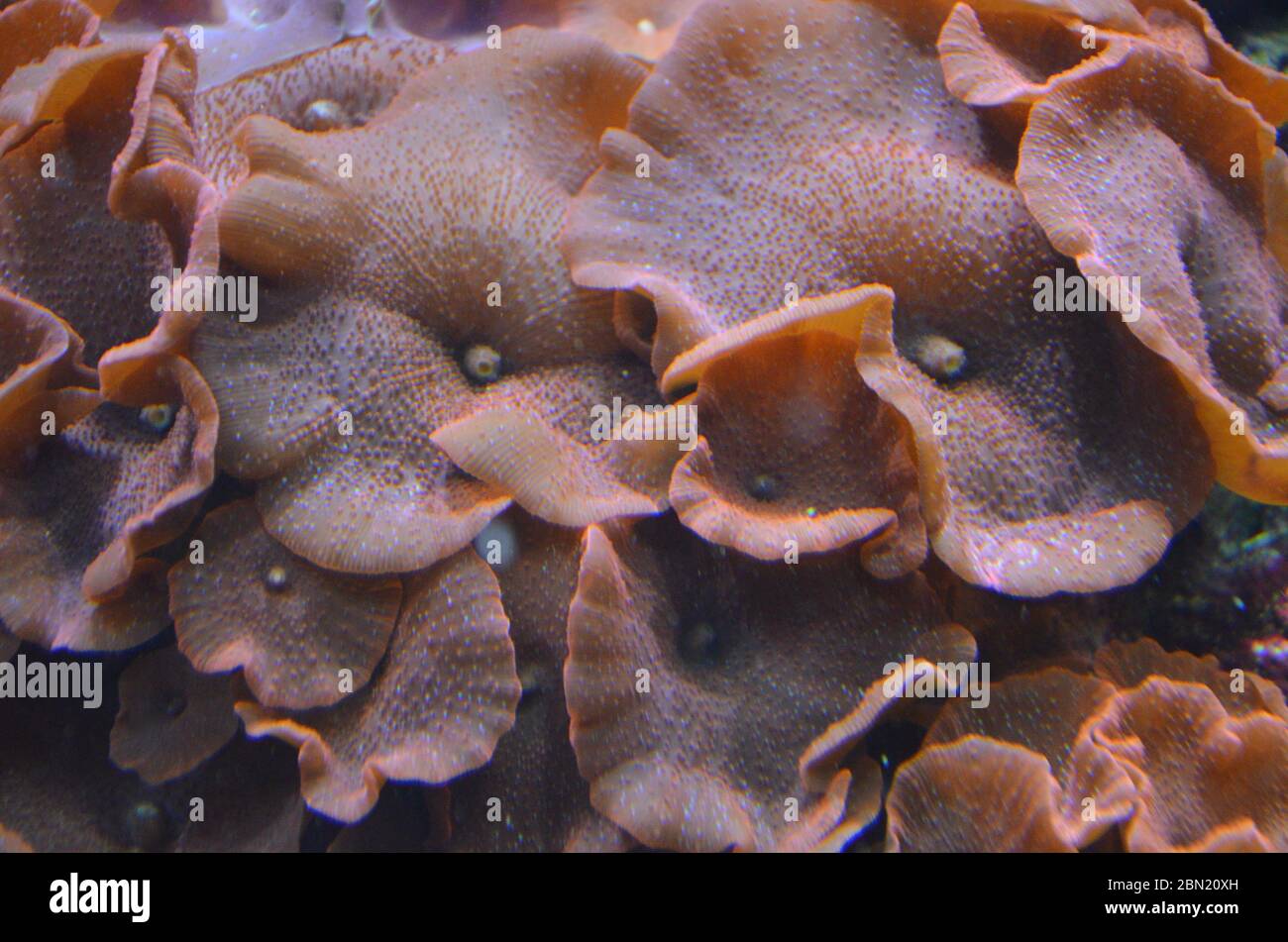 Coral in the Berlin Aquarium, Germany Stock Photo - Alamy