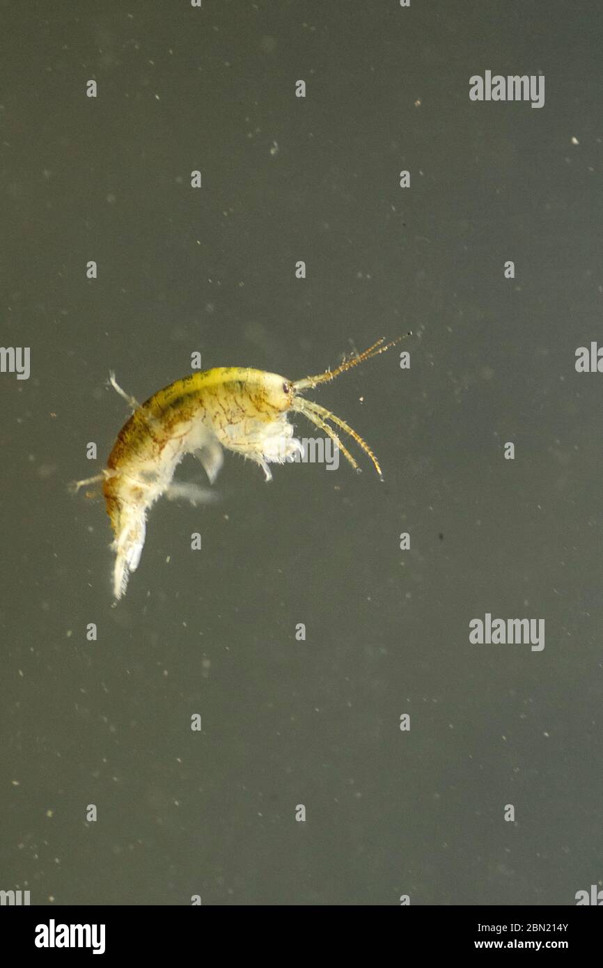 Demon Shrimp, Dikerogammarus haemobaphes, single adult, river churnet ...