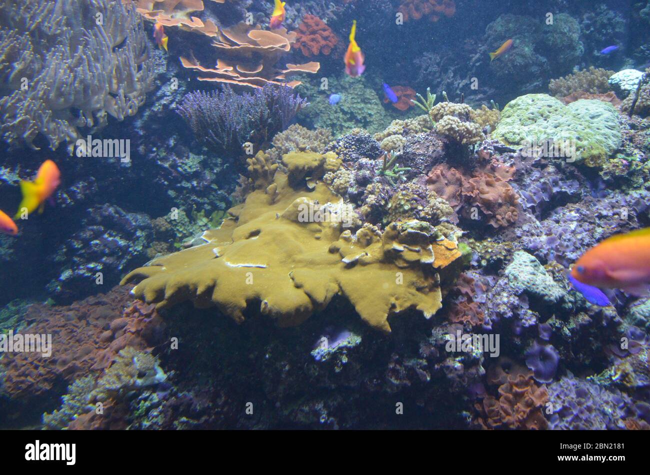 Coral in the Berlin Aquarium, Germany Stock Photo - Alamy