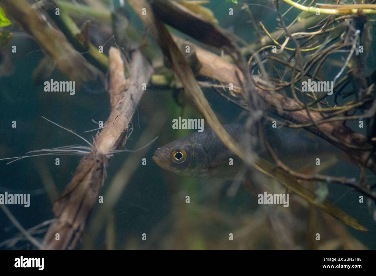 Hiding in weeds hi-res stock photography and images - Alamy