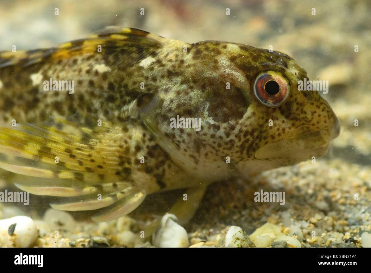 Shanny High Resolution Stock Photography and Images - Alamy