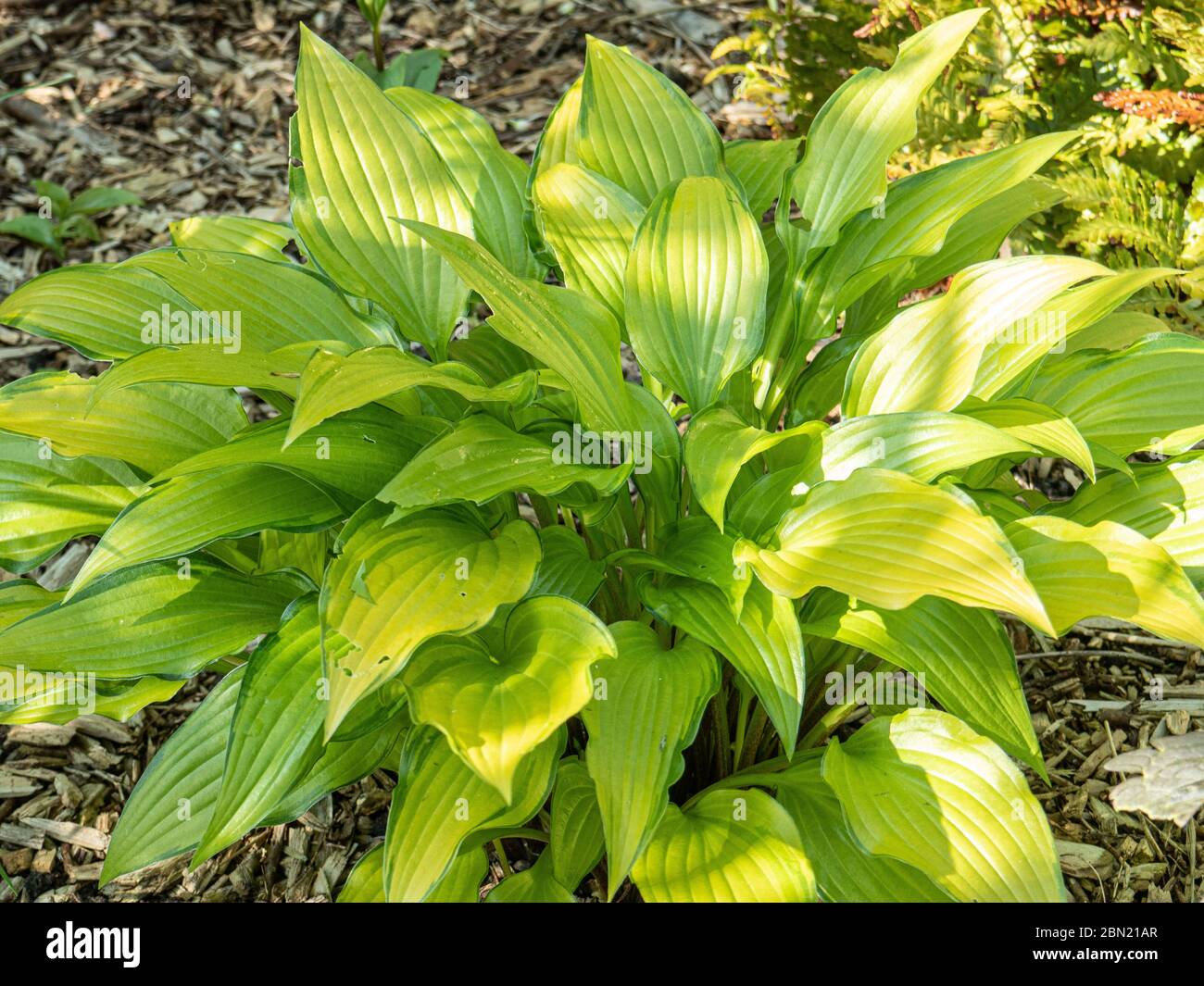 A clump of the yellow leaved Hosta Chinese Sunrise growing the in ...