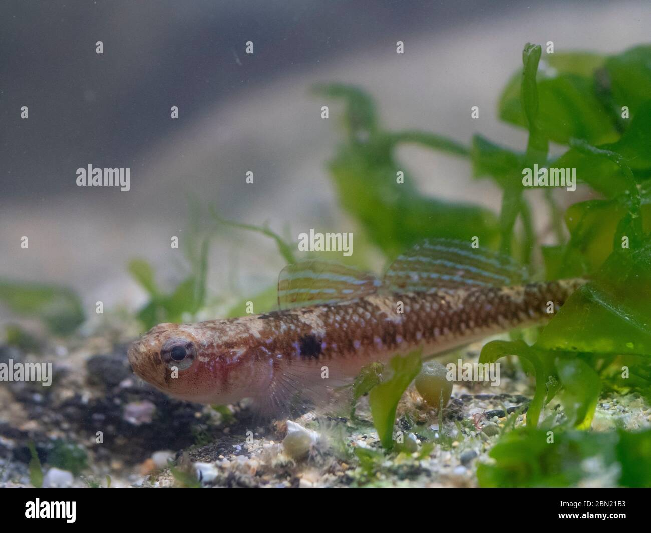 Two spot goby, Gobiusculus flavescens, rockpool in falmouth, march ...