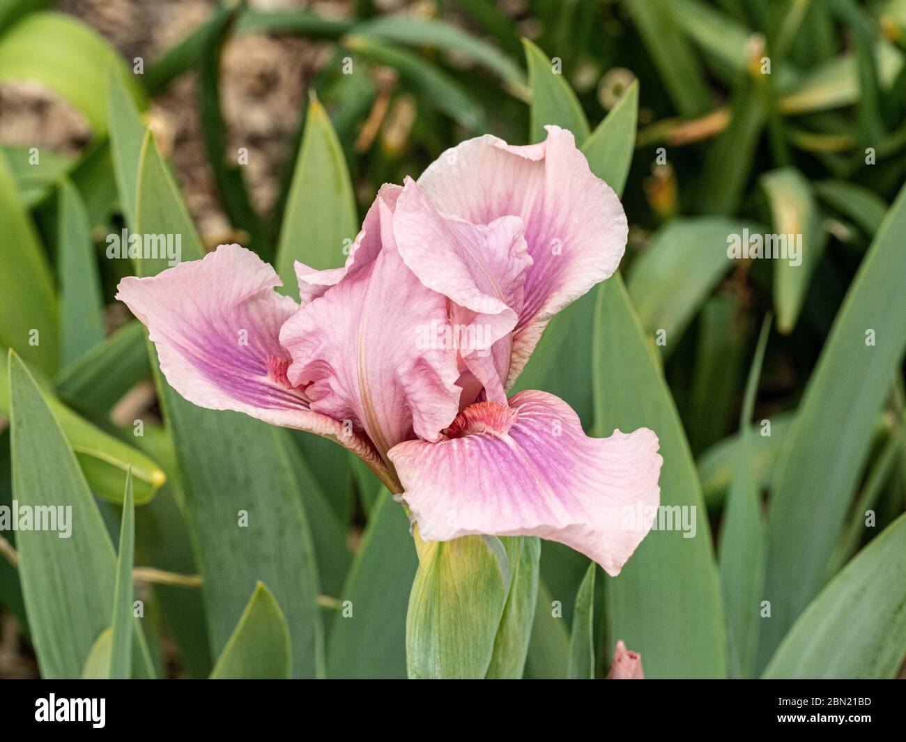 A close up of a single raspberry pink flower of Iris Raspberry Blush ...