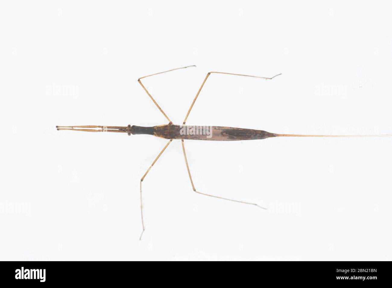 Water stick insect, Ranatra linearis, Nottingham, May Stock Photo - Alamy