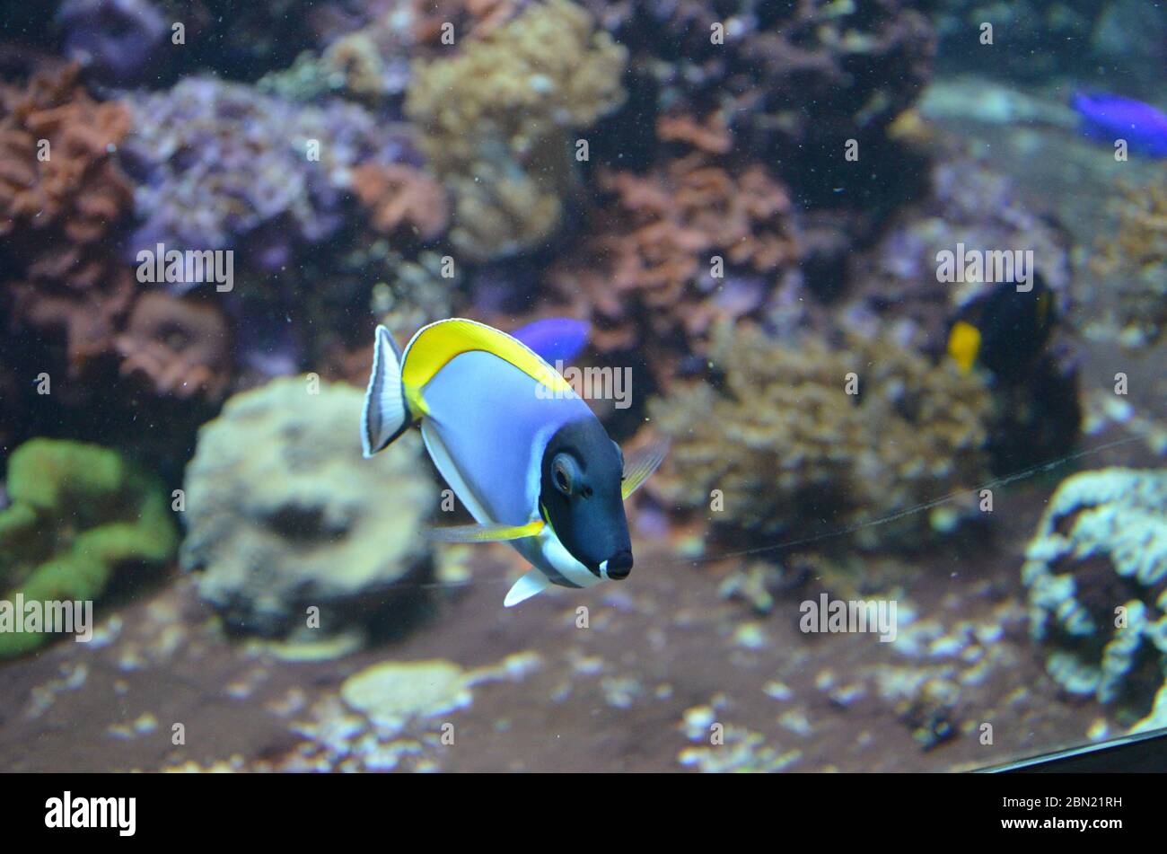 Tropical fish in aquarium, Berlin Stock Photo - Alamy