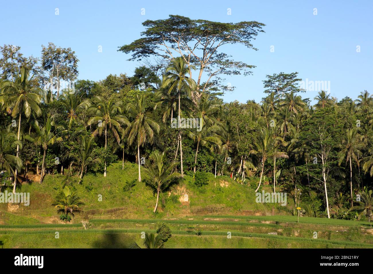 palm trees and rice terraces. Indonesia. Bali Stock Photo - Alamy