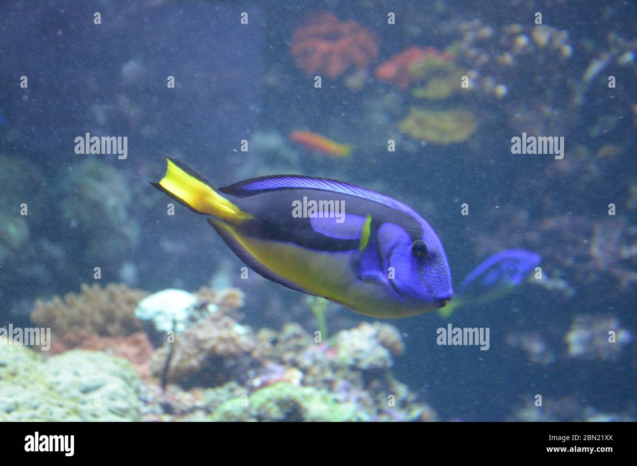 Tropical fish in aquarium, Berlin Stock Photo - Alamy