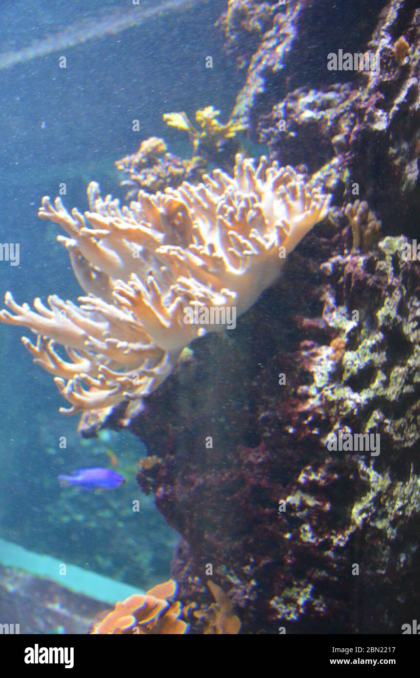 Coral in the Berlin Aquarium, Germany Stock Photo - Alamy