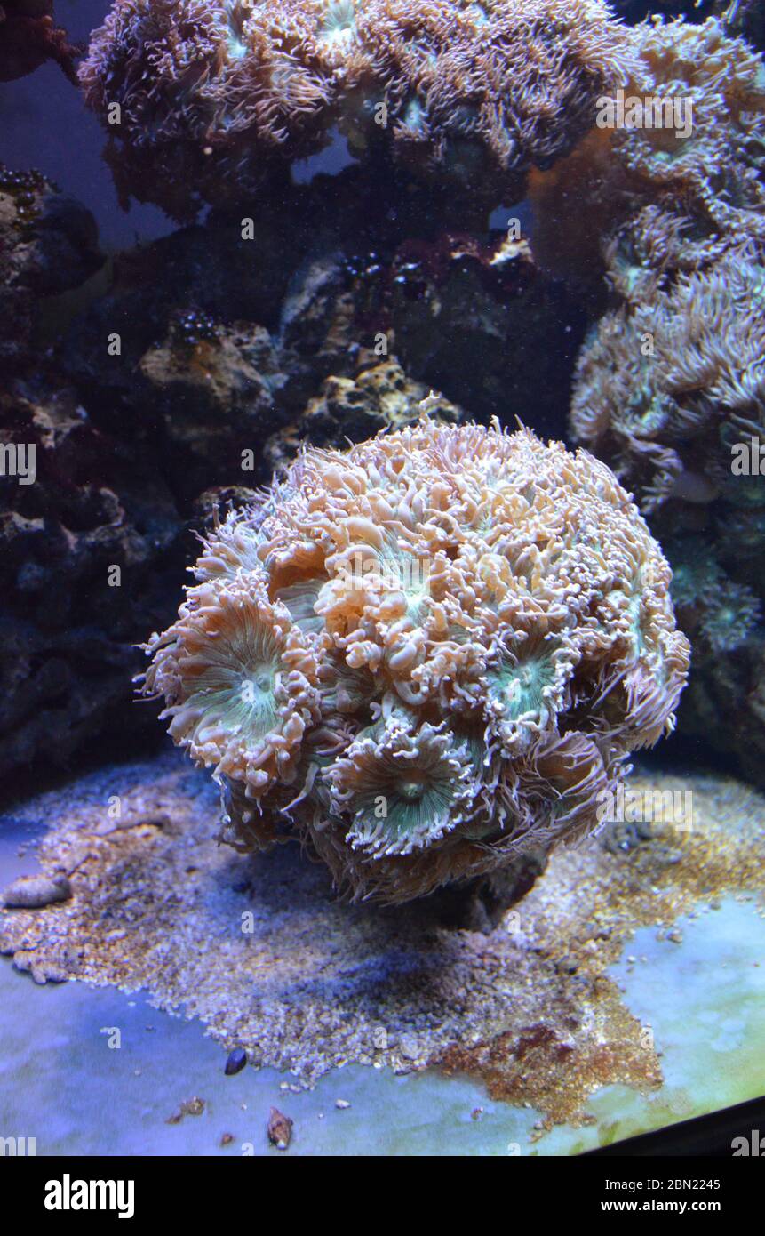 Coral in the Berlin Aquarium, Germany Stock Photo - Alamy