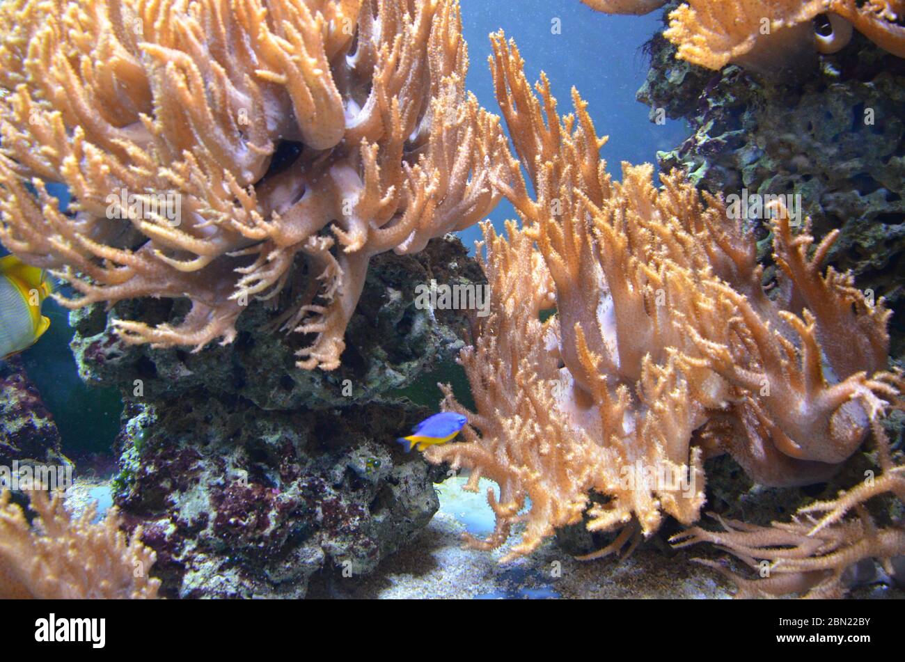 Coral in the Berlin Aquarium, Germany Stock Photo - Alamy