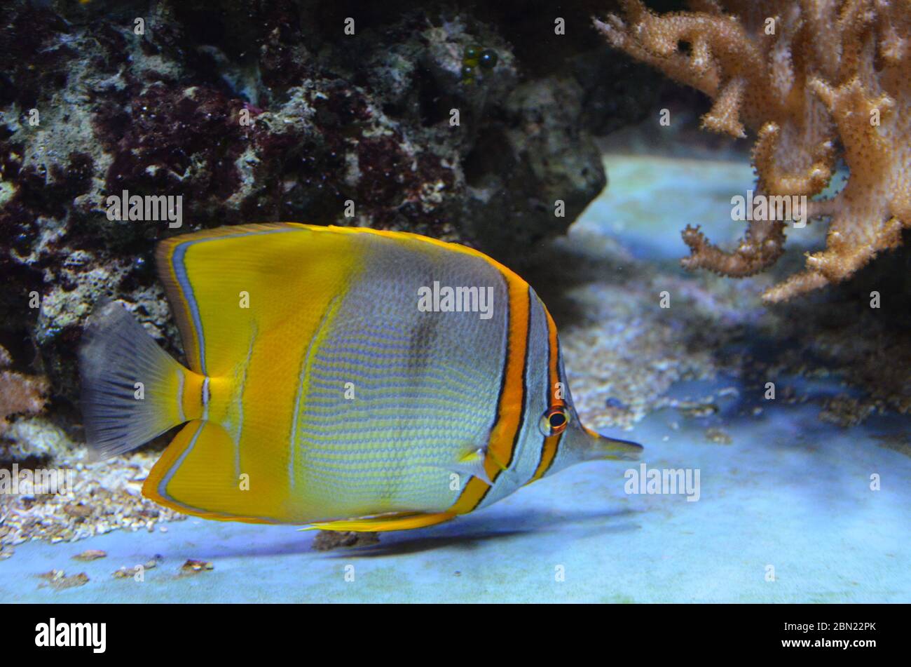 Tropical fish in aquarium, Berlin Stock Photo - Alamy