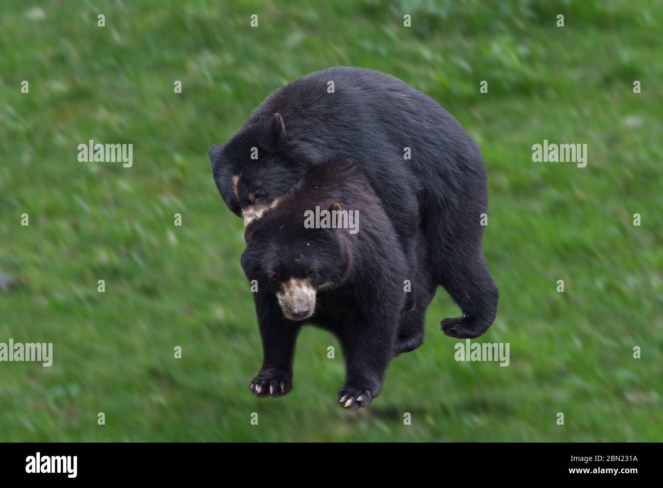 Two beautiful bears hug each other and play together Stock Photo - Alamy