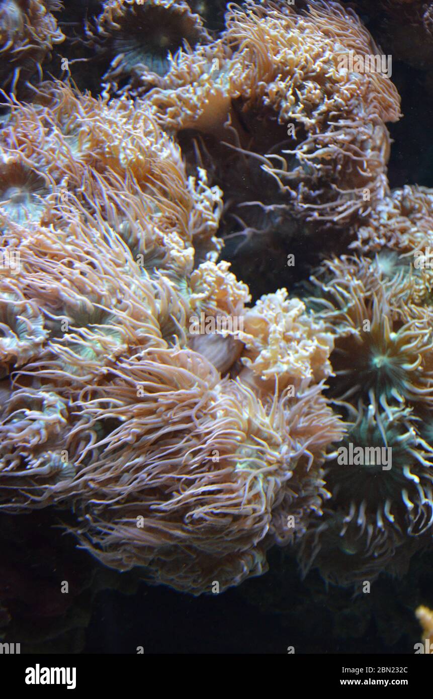 Sarcophyton red sea hi-res stock photography and images - Alamy