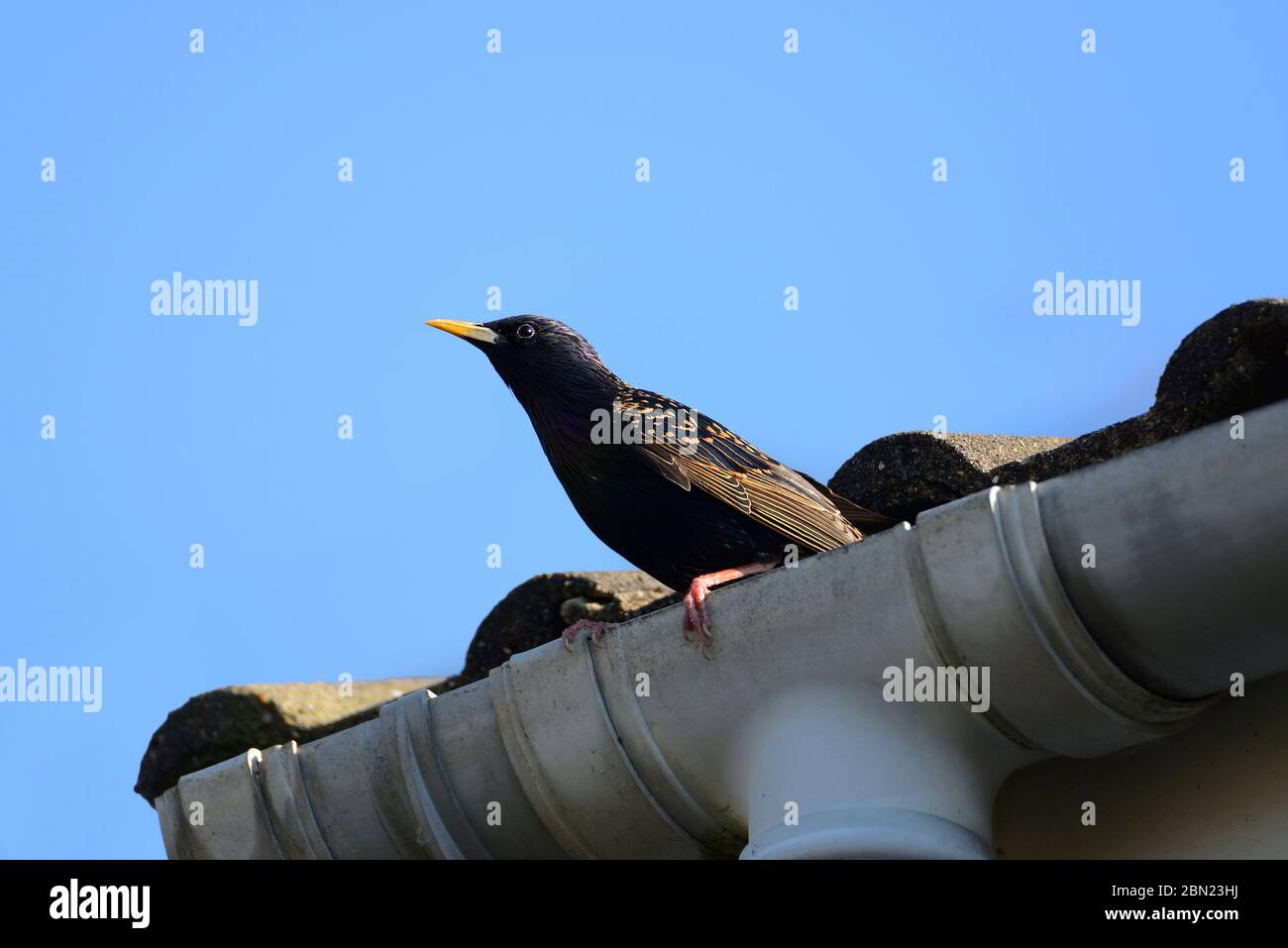 Starling on the roof hi-res stock photography and images - Alamy