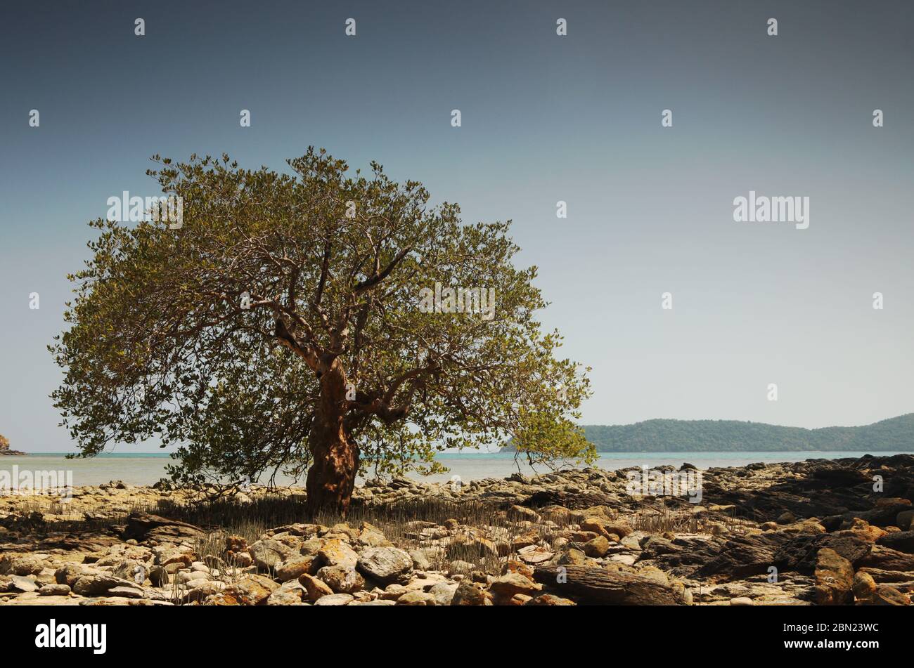 Tree on the beach hi-res stock photography and images - Alamy