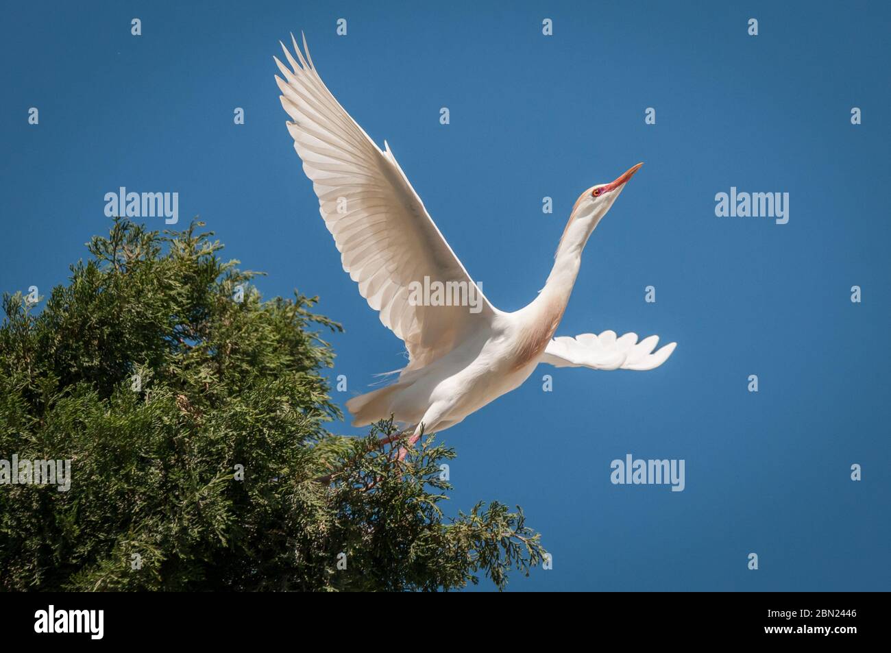 Large white bird hi-res stock photography and images - Alamy