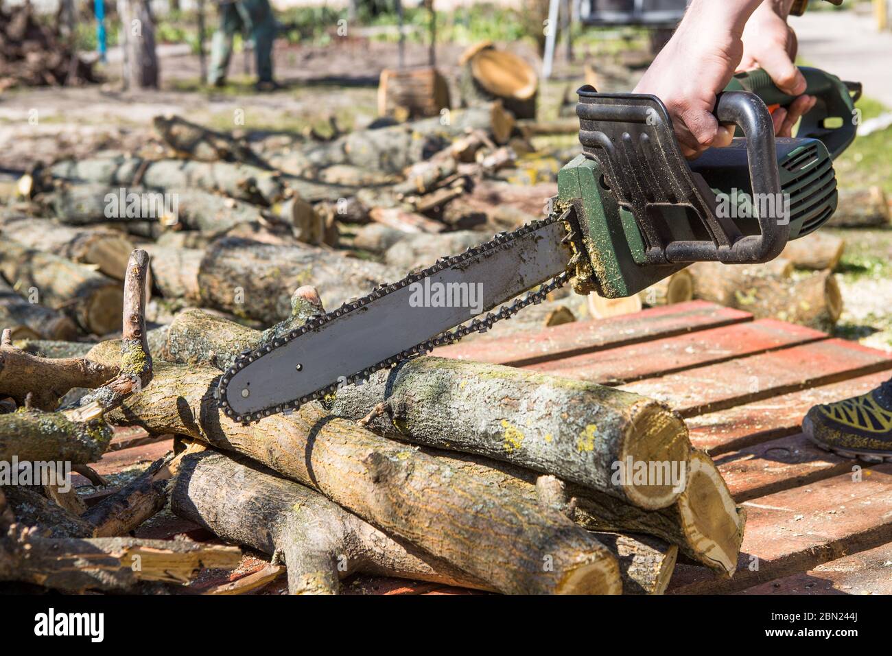 Man sawing a tree with a chainsaw. Removes forest plantations from old ...