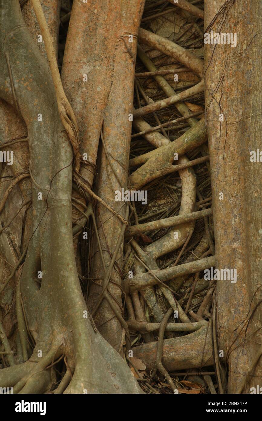 Tree roots, Thailand Stock Photo - Alamy