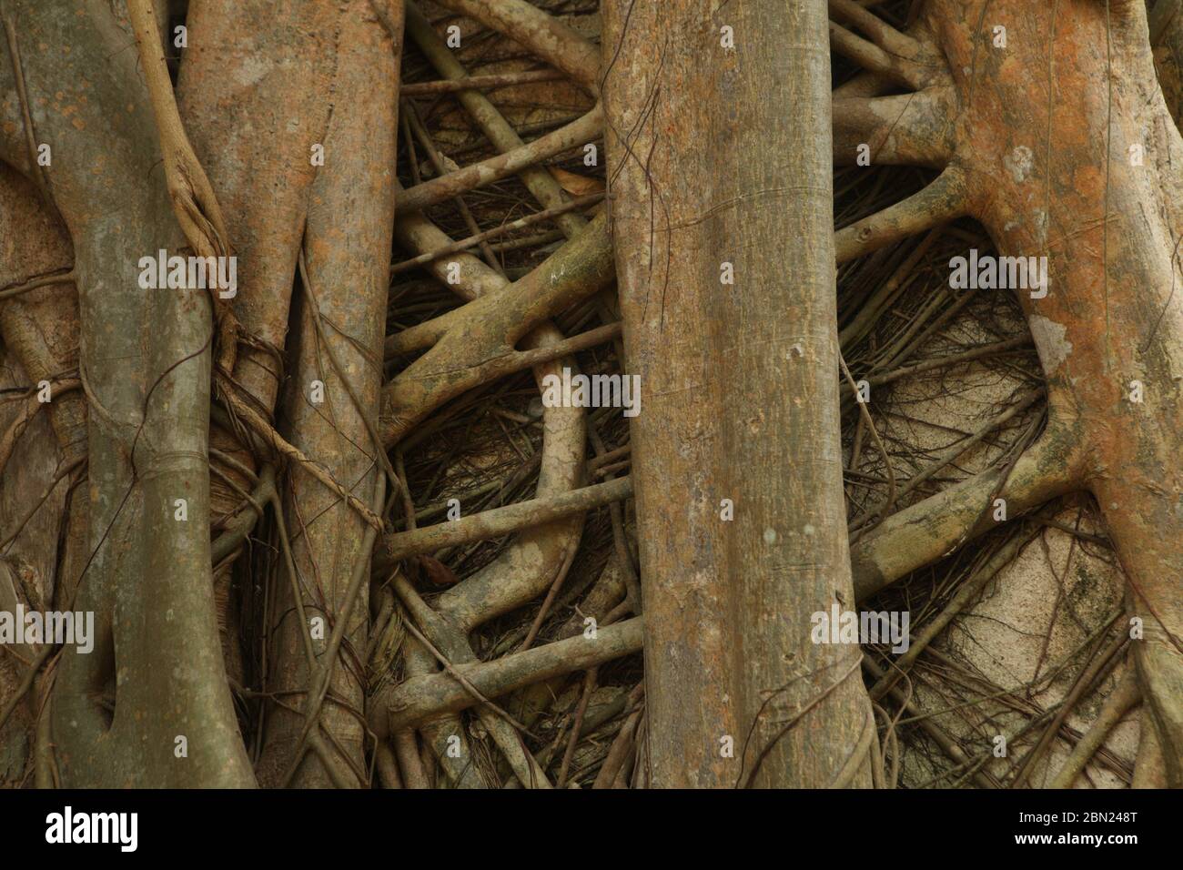 Thai Roots High Resolution Stock Photography and Images - Alamy