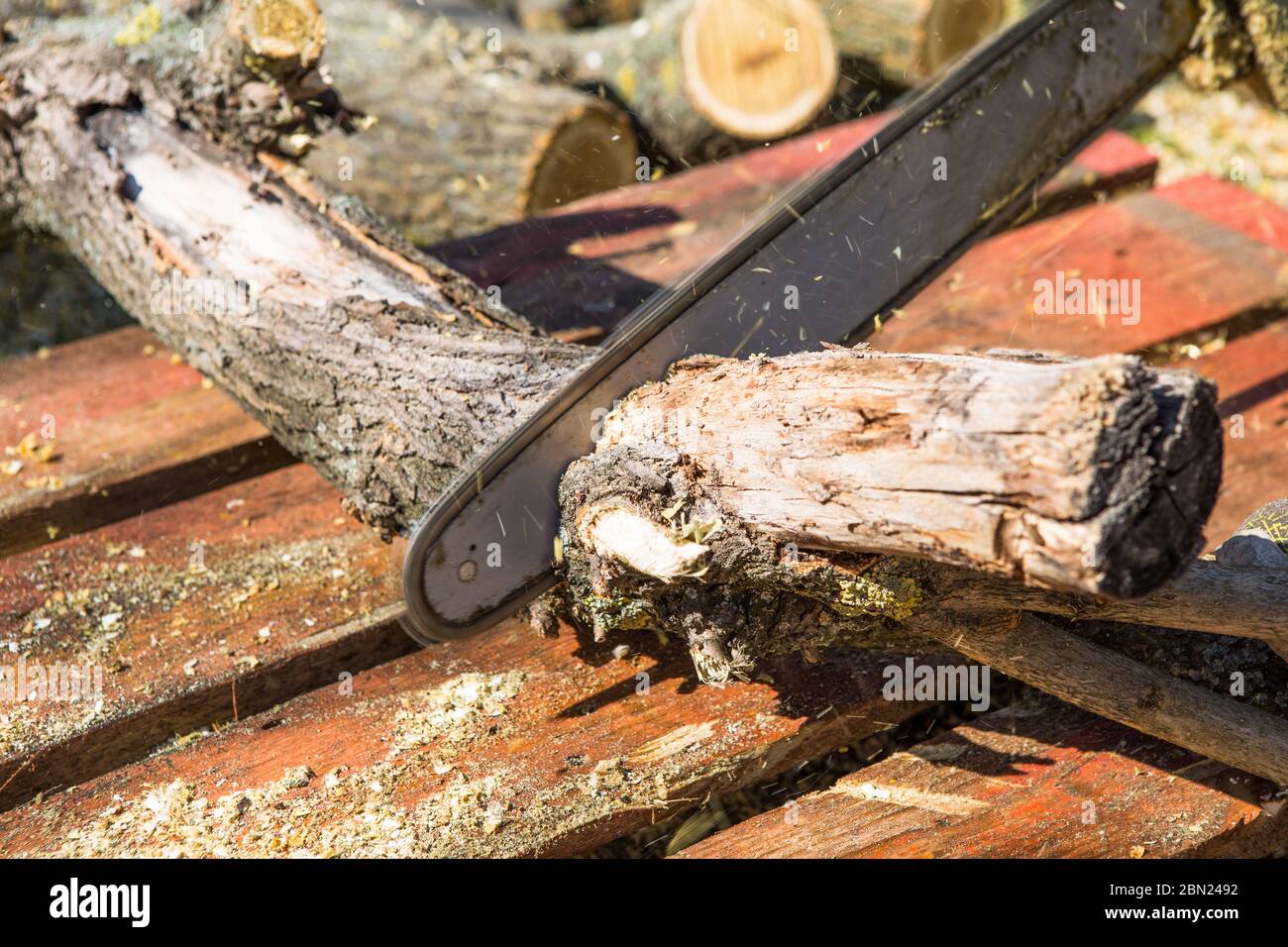 Man sawing a tree with a chainsaw. Removes forest plantations from old ...