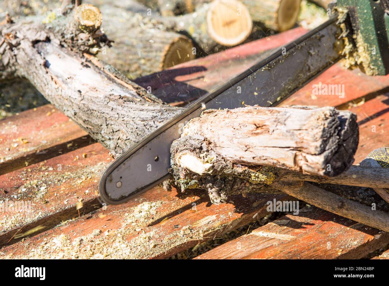 Man sawing a tree with a chainsaw. Removes forest plantations from old ...