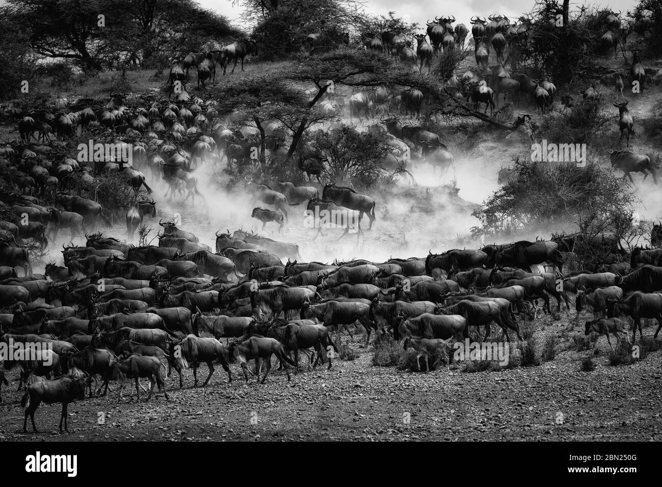 Ndutu migration hi-res stock photography and images - Alamy