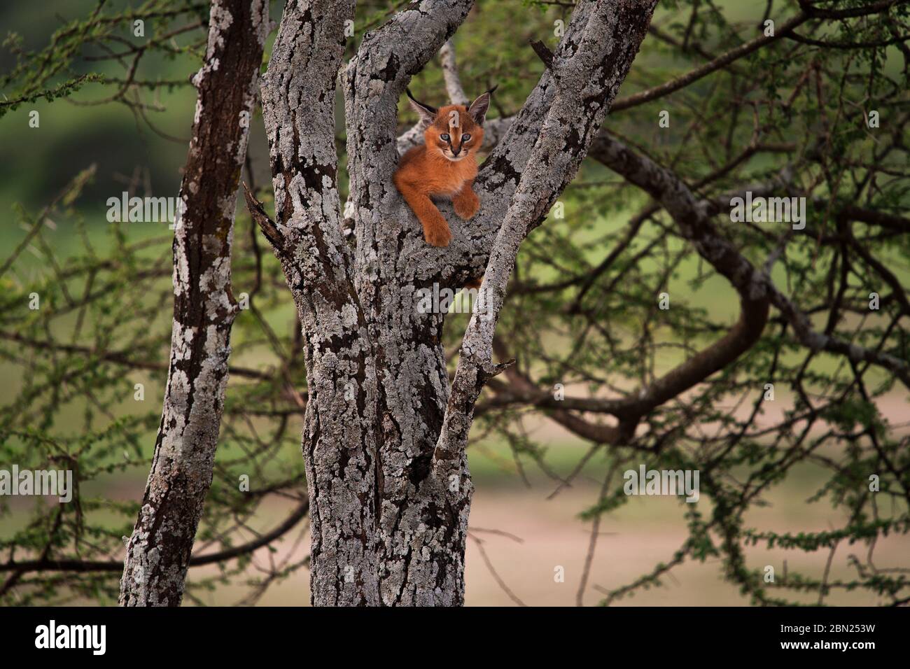 Caracal hunting hi-res stock photography and images - Alamy