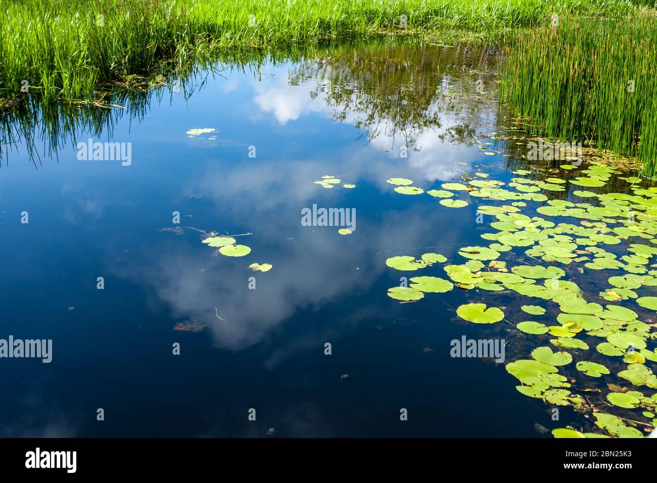 Swamp Lilies High Resolution Stock Photography and Images - Alamy