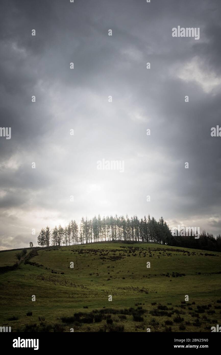 Trees on the horizon with a stormy sky overhead Stock Photo - Alamy