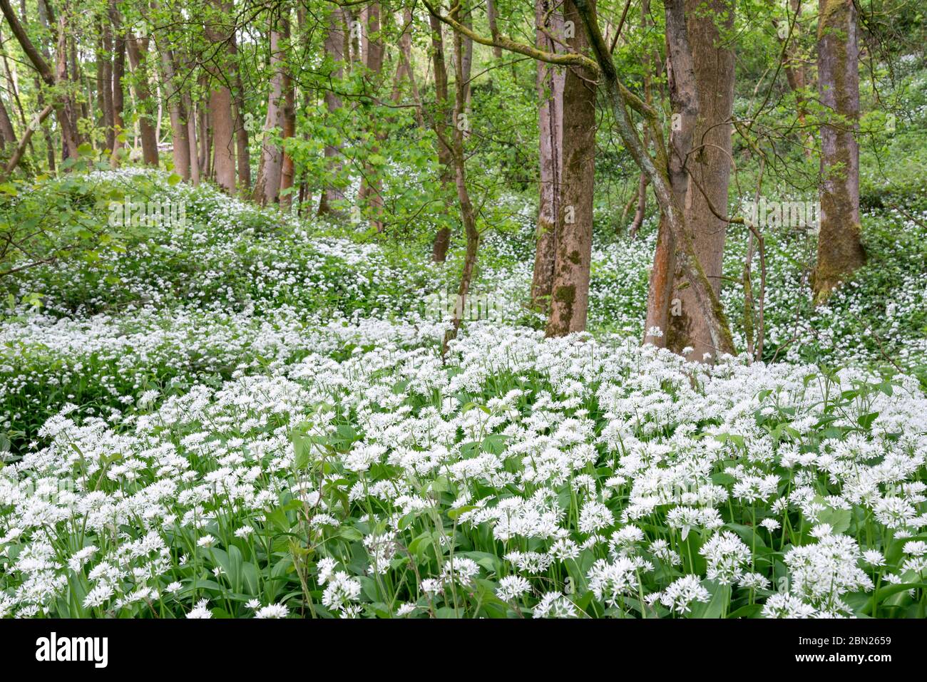 Wild garlic (Ramsons, Allium Ursinum) flowering in Tom Wood ...