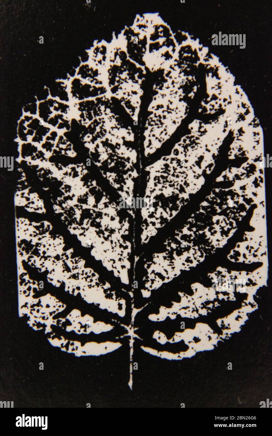 Fine 70s vintage black and white extreme photography of a macro closeup ...