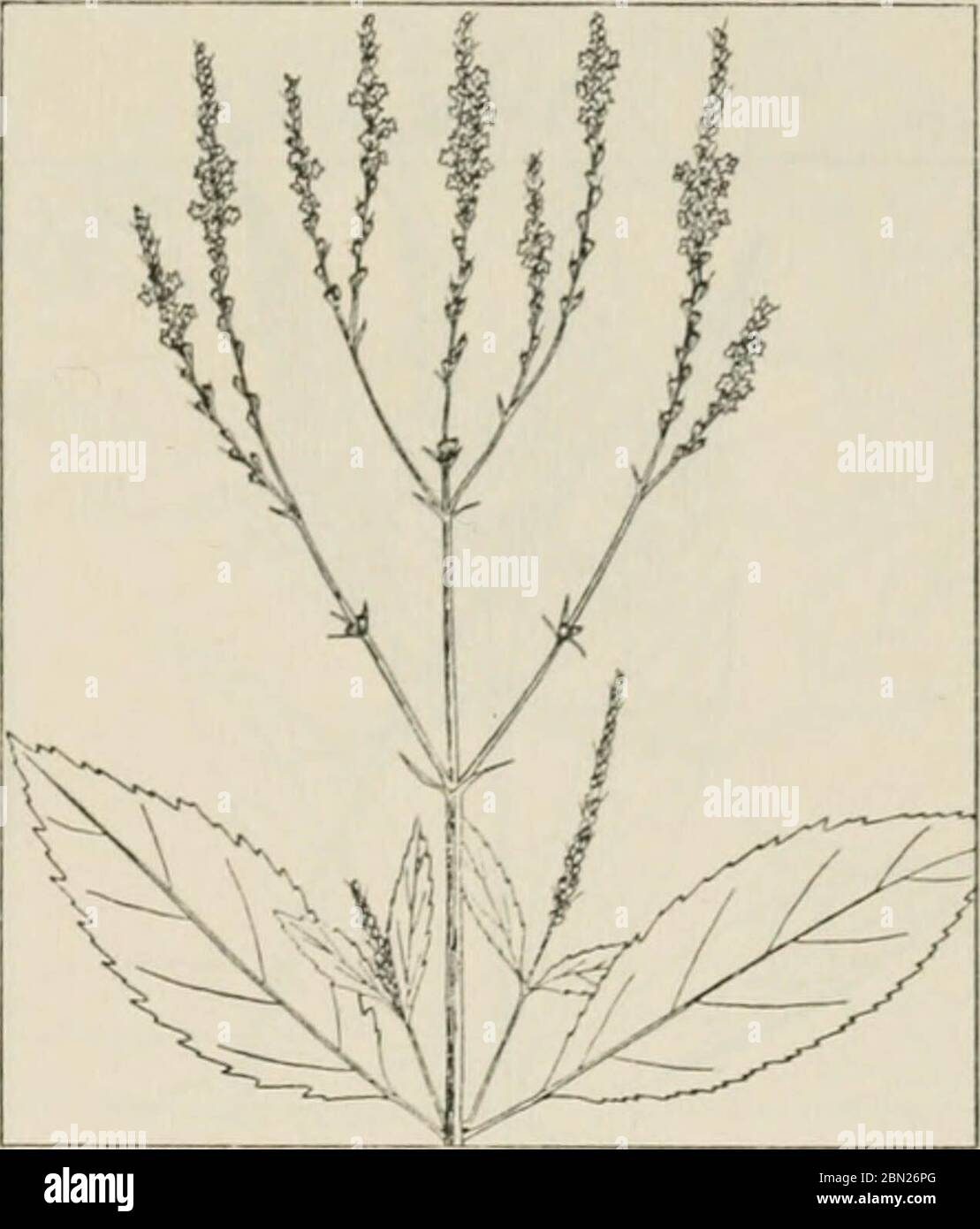 "The drug plants of Illinois" (1951 Stock Photo - Alamy